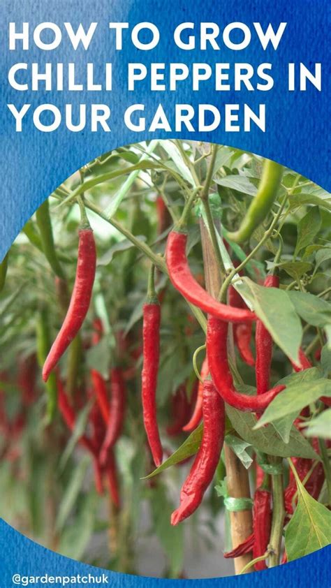 How To Grow Chilli Peppers In Your Garden Garden Patch