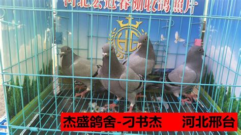 杰盛鸽舍 刁书杰 zimgs