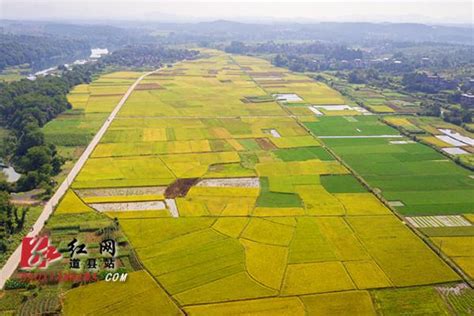 高溫來襲 「雙搶」開始 每日頭條