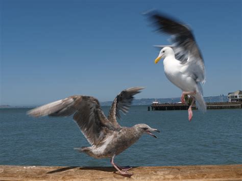 Kostenlose foto Meer Natur Vogel Flügel Küsten Pelikan Seevogel