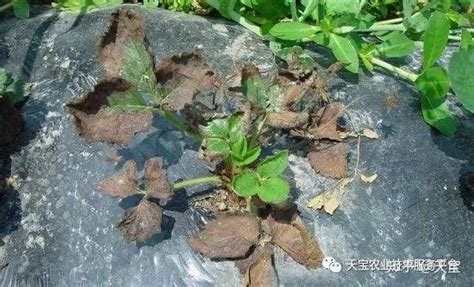 草莓苗期这些死苗问题你都知道吗 知乎