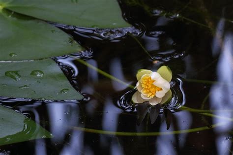 山野の花実北信と周辺 郡殿の池小千谷市コオニユリ