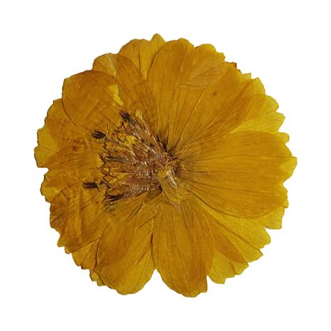 Pressed Yellow Flower 15693467 Png