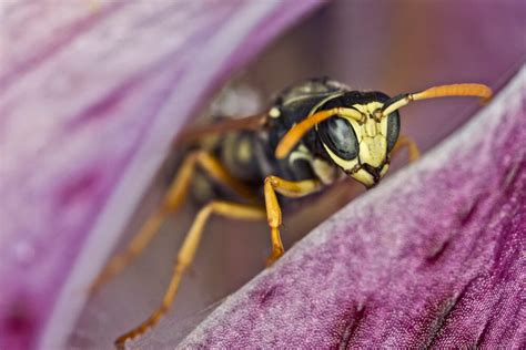 What Are Flies That Look Like Bees Learnbees