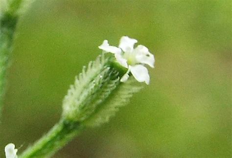 オヤブジラミ雄藪虱の花 気ままな生活 楽天ブログ