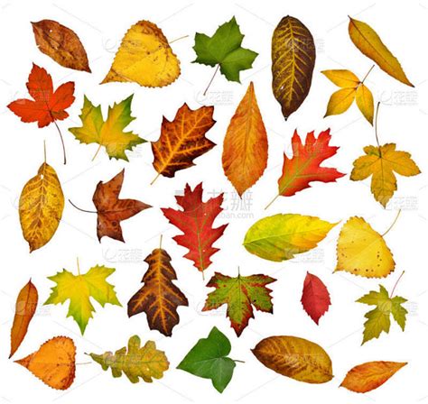 秋天叶子植物水平画幅无人背景分离特写摄影树