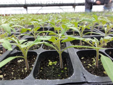 Young Urban Farmers Tip 153 Seed Germination Factors Young Urban