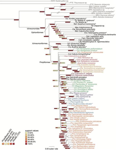 Consensus Tree Resulting From The Bayesian Analysis Of The Amino Acid