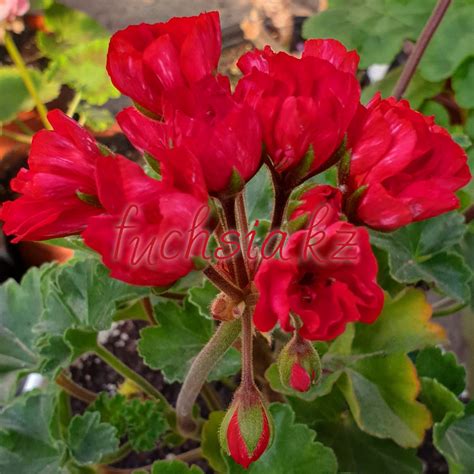 Carmen Andrea тюльпановидная укор черенок продажа цена в Алматы Горшечные растения от