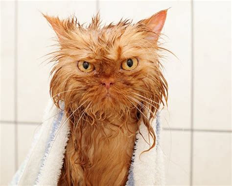 15 Hilarious Pictures Of Wet Cats