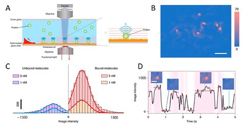 A The Optical Setup Of Psm The Spw í µí°¸µí°¸ Is Excited By Light Download Scientific