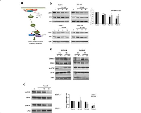 Fl3 Reduces Erk Mnk Eif4e Signaling Pathway In Dlbcl Cell Lines A