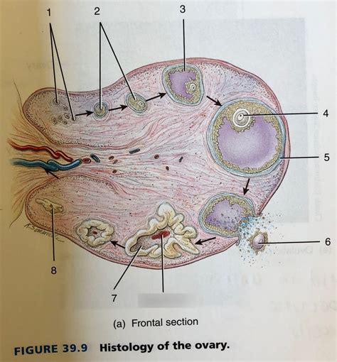 Histology Of The Ovary Diagram Quizlet Histology Of The Ovary Diagram Quizlet