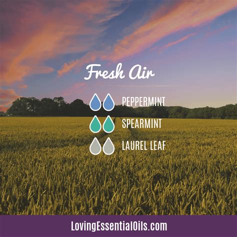Laurel Leaf Diffuser Blends With Essential Oil Diffusing Benefits