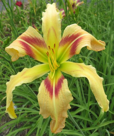 Love To Joe Marohl Elliott D 2017 Seize The Daylilies
