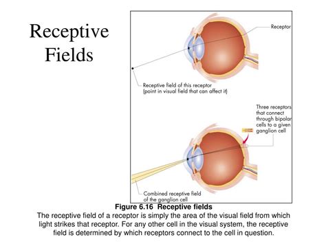 ppt visual fields powerpoint presentation free download id 911043