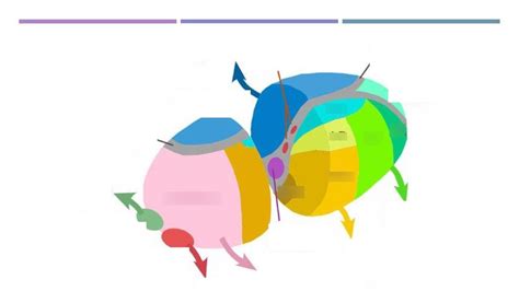 Association Nuclei Diagram Quizlet Association Nuclei Diagram Quizlet