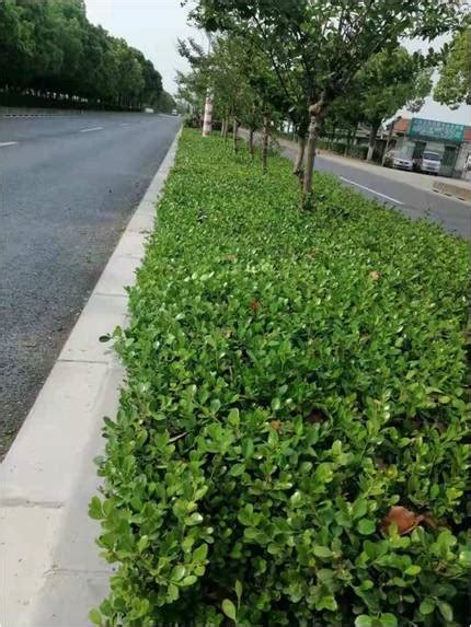 科学养护 美化公路图片新闻建管委