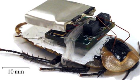 Locomotion Control Of Hybrid Cockroach Robots