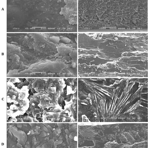 sem micrographs of surface and cross section of cmc pva aa and modified
