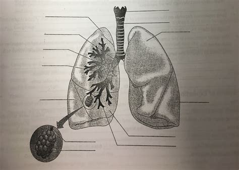 Lung Diagram Left Side Diagram Quizlet