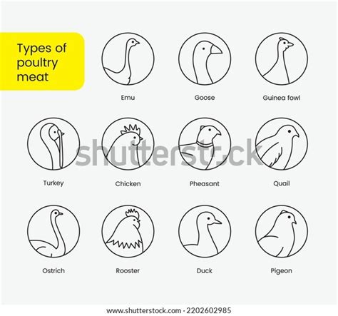 Types Poultry Meat Set Linear Icons 库存矢量图（免版税）2202602985 Shutterstock