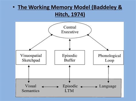 Working Model Of Memory Diagram Working Memory Model