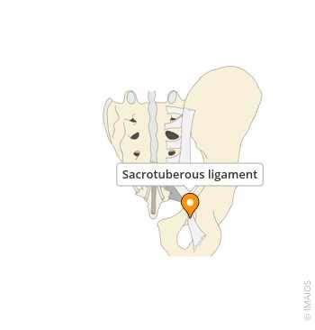Sacrotuberous Ligament