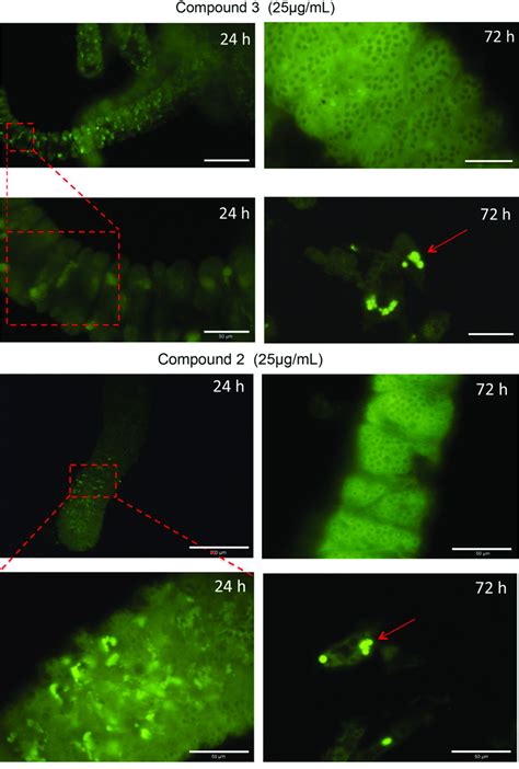 Figure S5 Effect Of Green Emitting Thiophene Based Compound 2 And