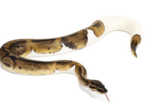 Morph List World Of Ball Pythons