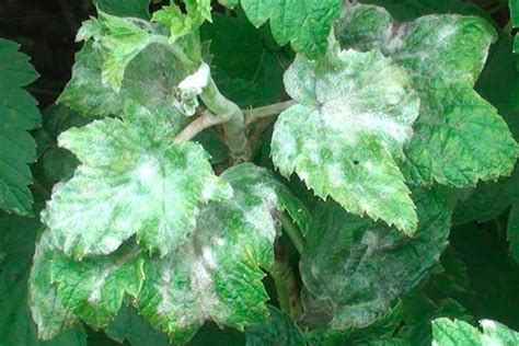 Як захистити смородину від борошнистої роси допоможе спеціальна