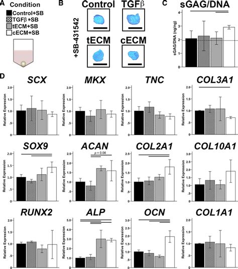 Effect Of Tgf β Inhibition On Bioactivity Of Soluble Ecm A Medium