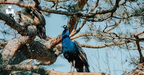 나뭇가지에 앉아 있는 파란색과 검은색 새 사진 Unsplash의 무료 남이섬 이미지