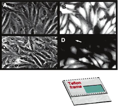 7 Determination Of The Optimal Voltage Rat F111 Fibroblasts Growing Download Scientific