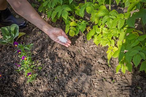 Farmer Giving Chemical Fertilizer To Young Raspberry Plants Stock