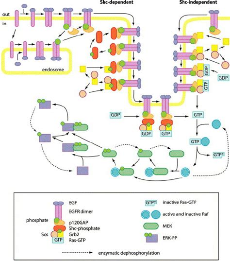 Pictorial Representation Of The Egf Pathway From [8] Download Scientific Diagram