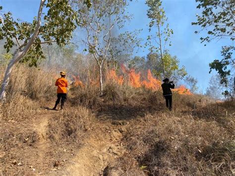 Kebakaran Hutan Perhutani Di Gunung Orak Arik Trenggalek Sulit