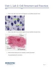Unit 1 Lab 2 - Cell Structure and Function lab write up.docx - Unit 1 Lab 2: Cell Structure and ...