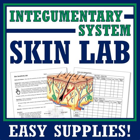 Integumentary System Activity Skin Sensitivity Lab Flying Colors Science