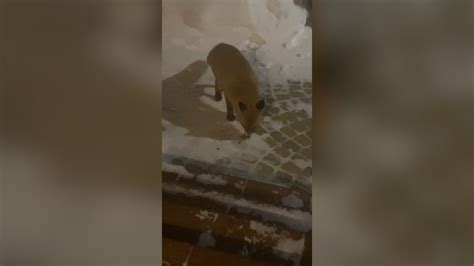 Актёр Уральских пельмений Рожков приручил лисёнка который прибегал к нему из леса