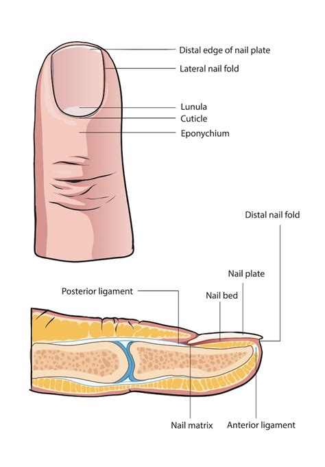 Daumen Anatomie Bilder Kostenloser Download Auf Freepik