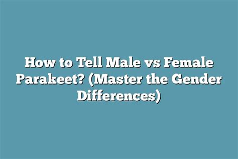 How To Tell Male Vs Female Parakeet Master The Gender Differences