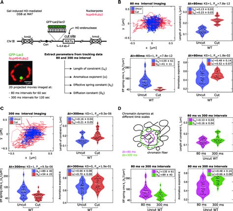 Extraction Of Biophysical Parameters Of Dsb Dynamics Using Two Imaging