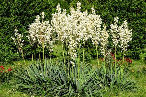 Yucca Growing Guides Tips And Information Gardeners Path