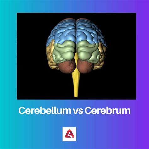 Cerebellum Vs Cerebrum Difference And Comparison