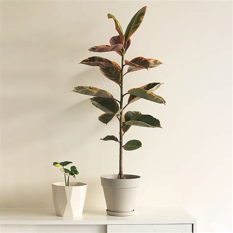 Ruby Rubber Plant 斑葉橡膠樹大型植栽 荷蘭設計極簡霧面盆 小菜一盆 laiveitsai植栽 盆栽人氣榜 Pinkoi