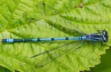 Azure Damselfly British Dragonfly Society