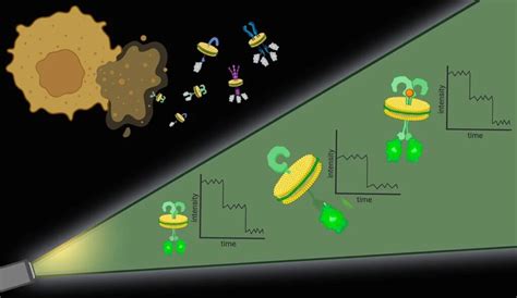 Examining Membrane Protein Structure Using Molecular Cookie Cutters
