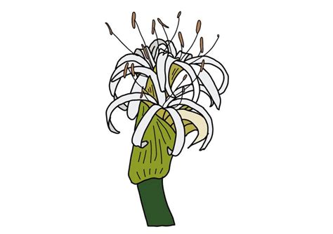 宮崎県の県花 ハマユウ浜木綿のイラスト ぬりえ イラスト イラスト 梨の花