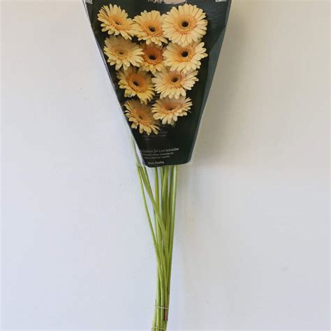 Mini Gerbera Cafe Peach Bulk Diy Bulk Flowers In Montreal Le Bouquet